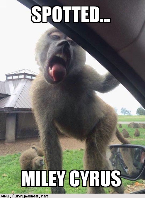 BestDailyMemes.com - #best #Daily #funny #memes on the internet